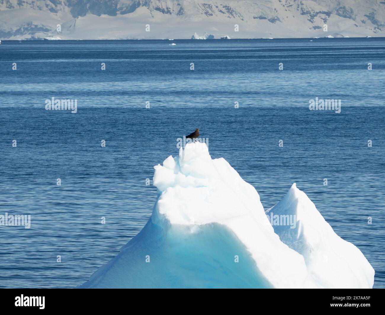 South polar skua (Catharacta maccormicki) on a "growler" iceberg near ...