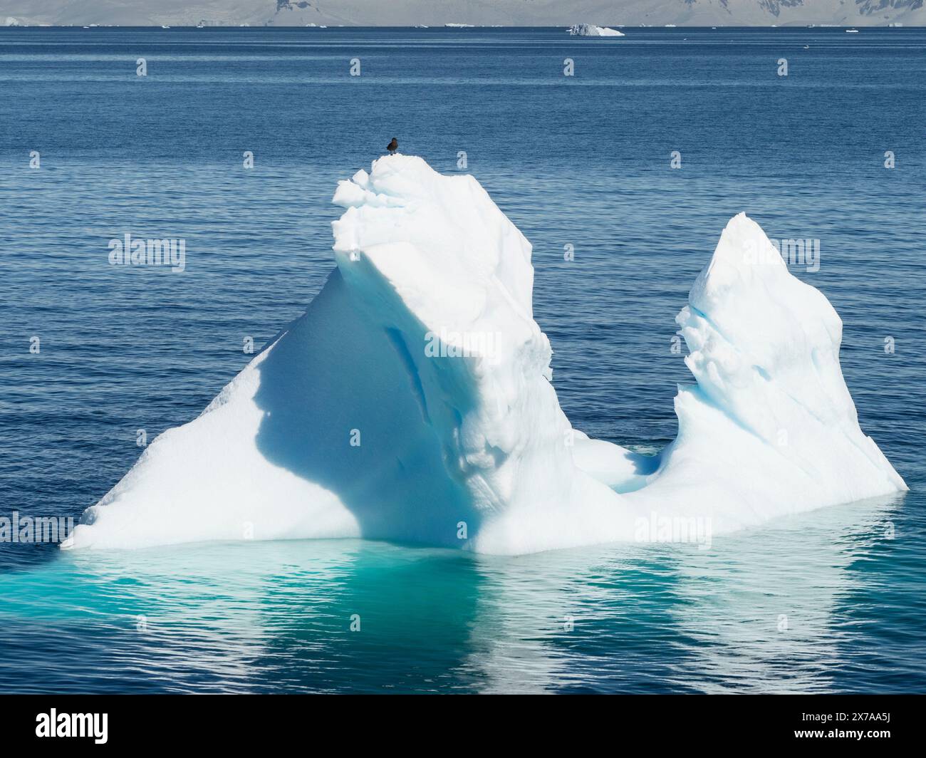 South polar skua (Catharacta maccormicki) perched on a small "growler ...