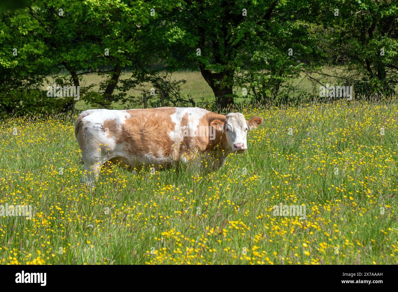 Simmental, Swiss Fleckvieh breed of dairy cows; Grazing Simmental ...
