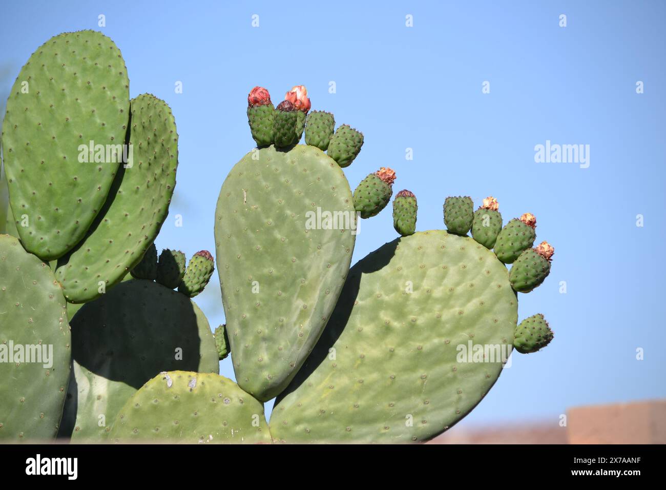 Opuntia in casa hi-res stock photography and images - Alamy