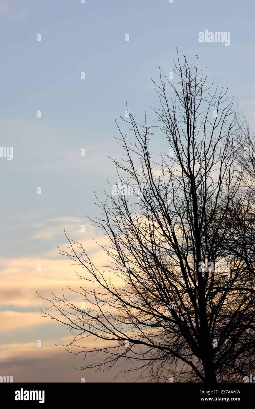 Nature, sky and branches of tree, morning and sunrise in environment ...