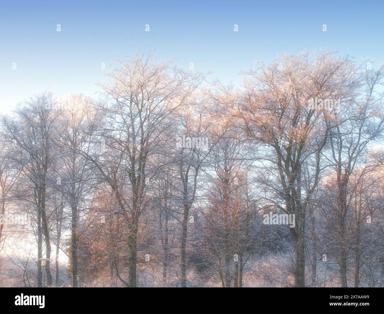Background, snow and winter with trees of environment for cold season ...