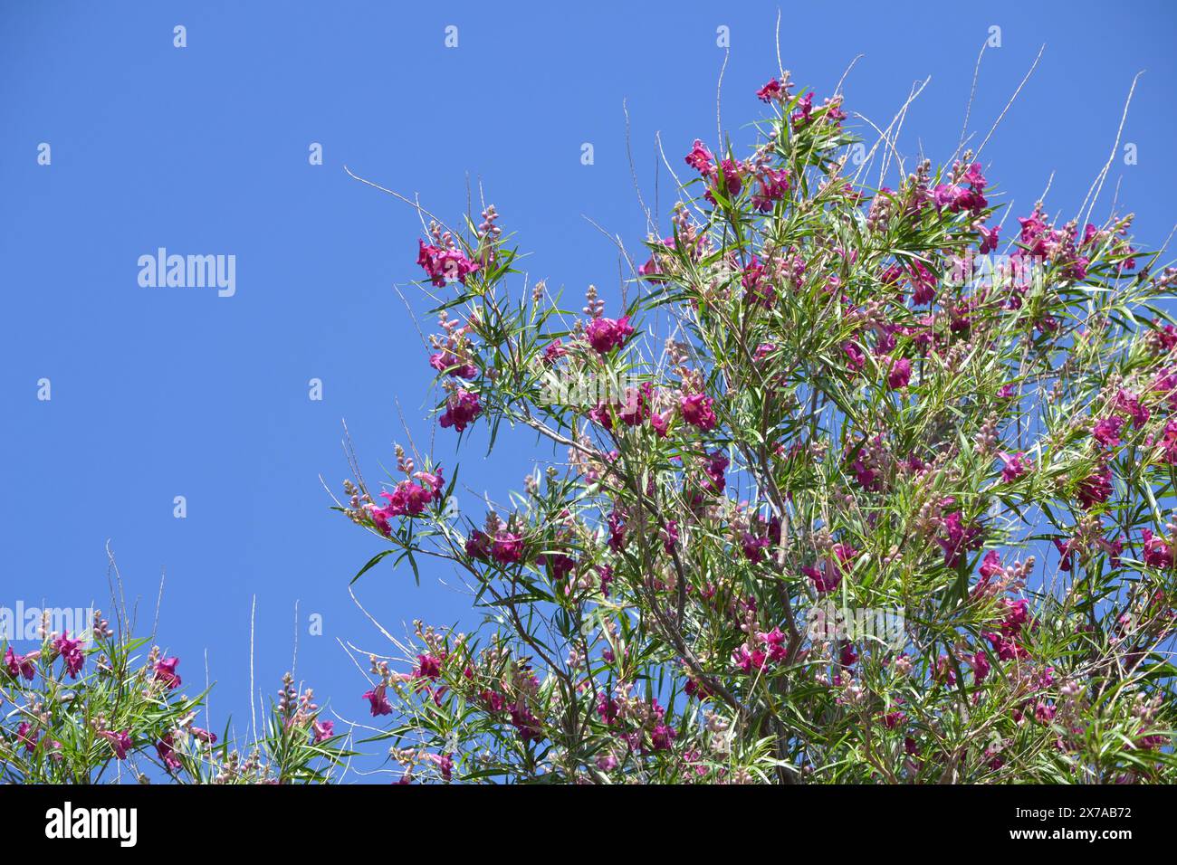 A desert willow, adorned with pink blossoms, stretches up to the clear ...