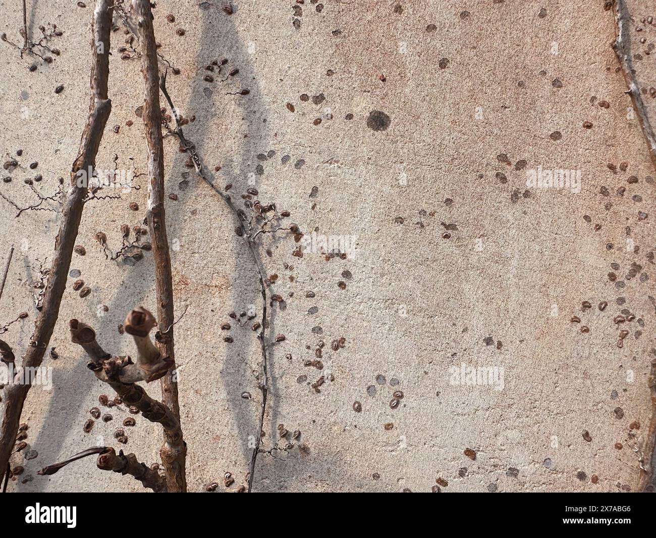 cracked will graphics template Stock Photo - Alamy