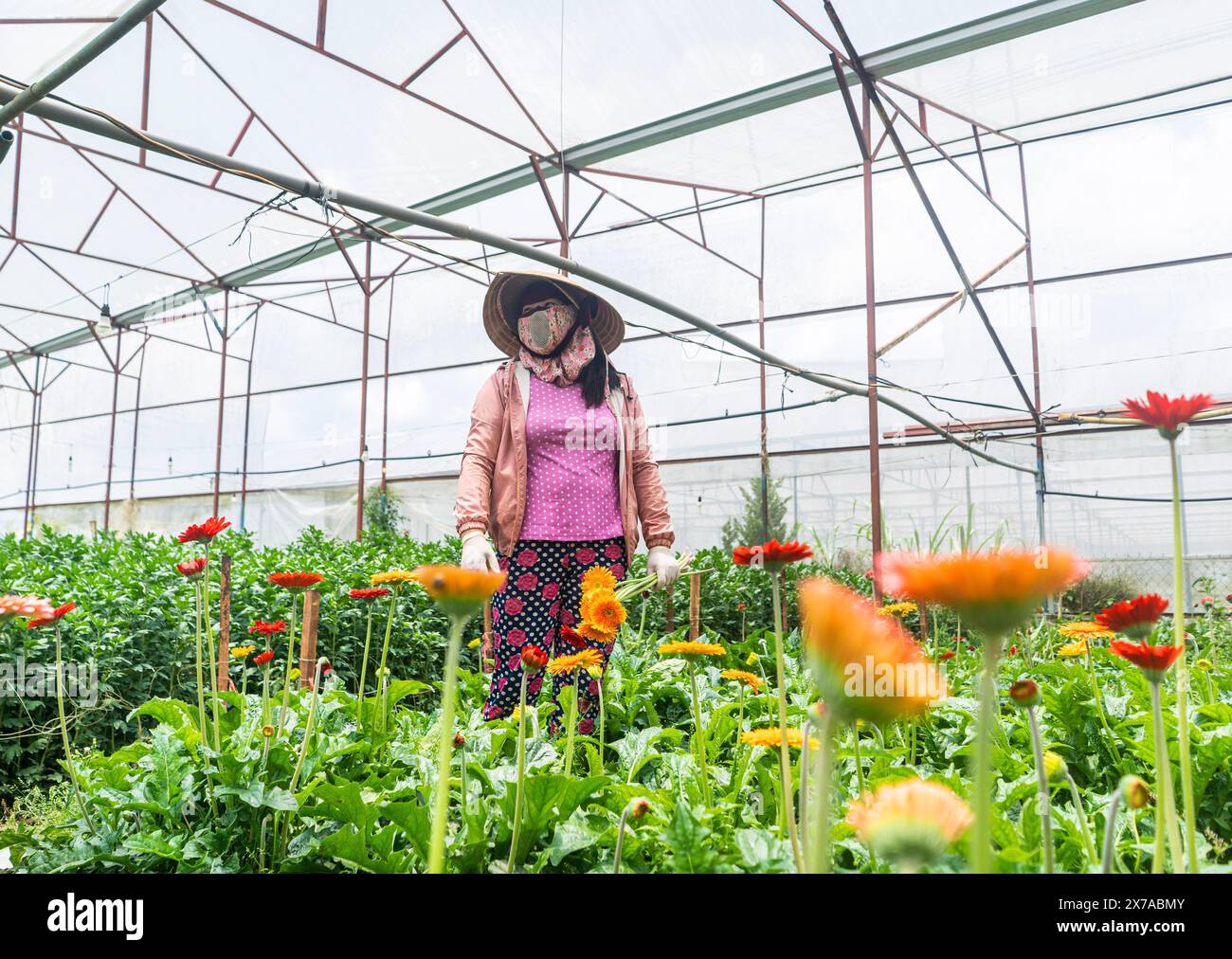 Flower Farm in Dalat, Central Vietnam Stock Photo - Alamy