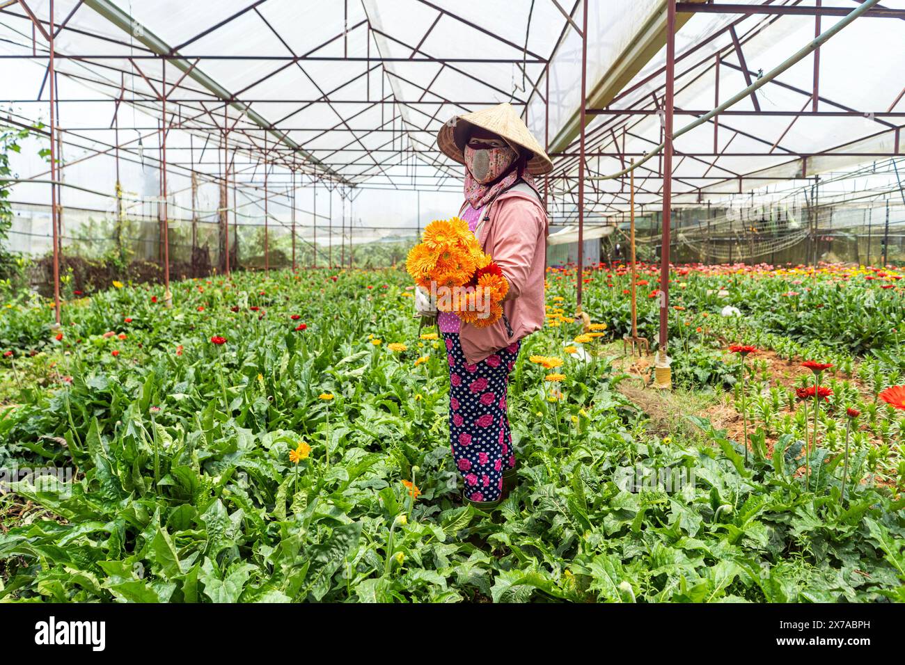 Vietnamese farm woman hi-res stock photography and images - Alamy
