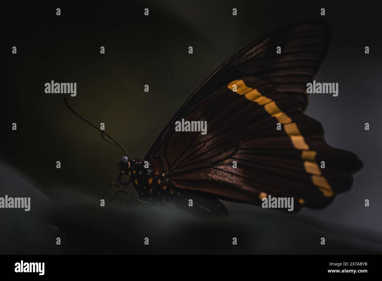 Butterfly bright peacock hi-res stock photography and images - Alamy