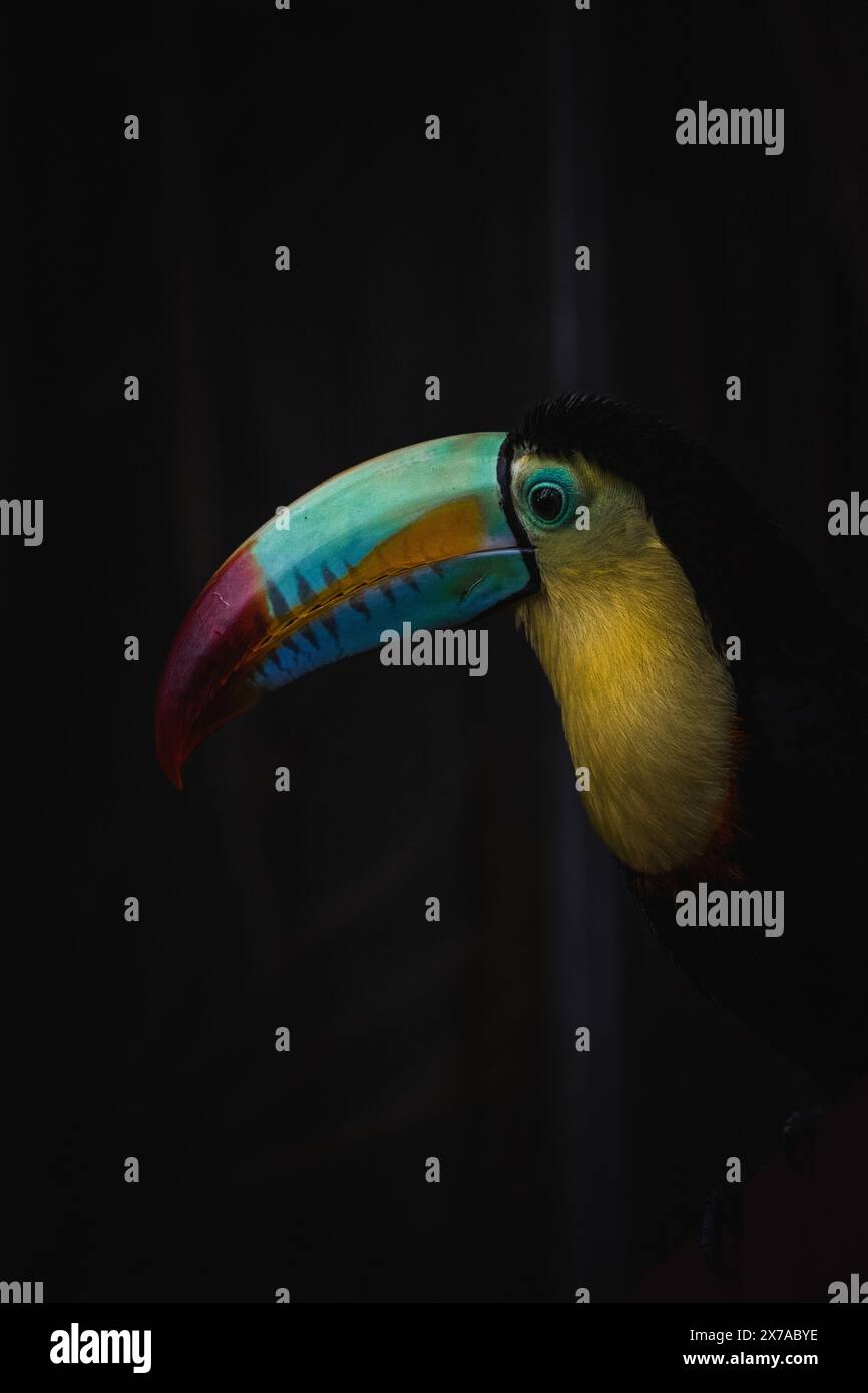Tucan with flower hi-res stock photography and images - Alamy