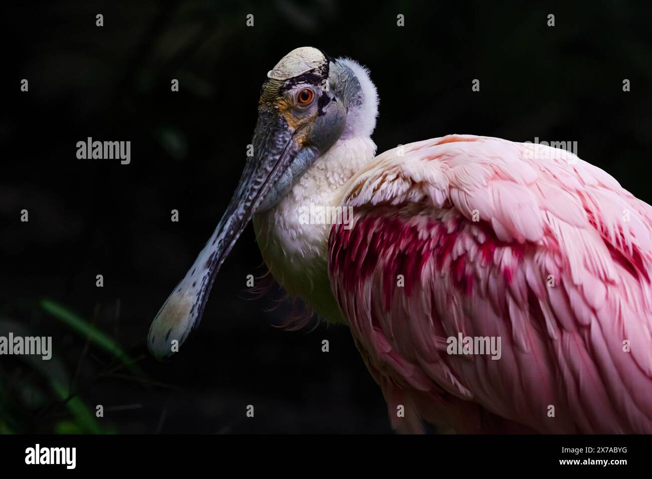 Rosate Spoonbill in the Jungle of the Papiliorama in Switzerland Stock ...
