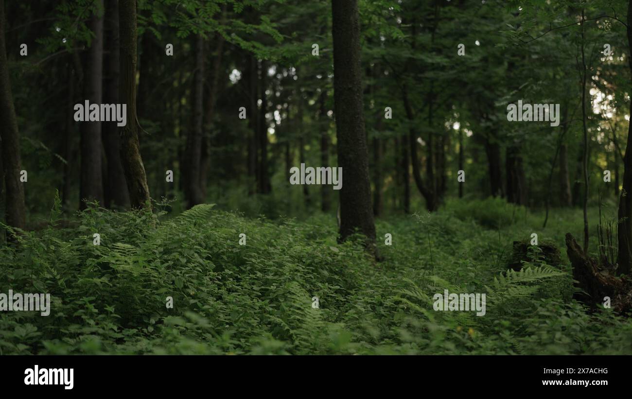 driving plate side view of mixed forest in summer smooth ride, wide ...