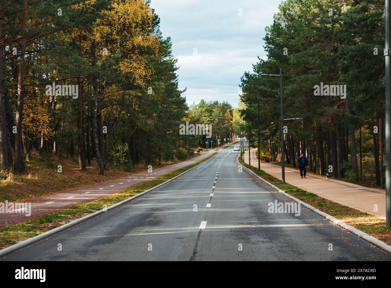 an empty sealed road and cycling path lined by trees on the Curonian ...