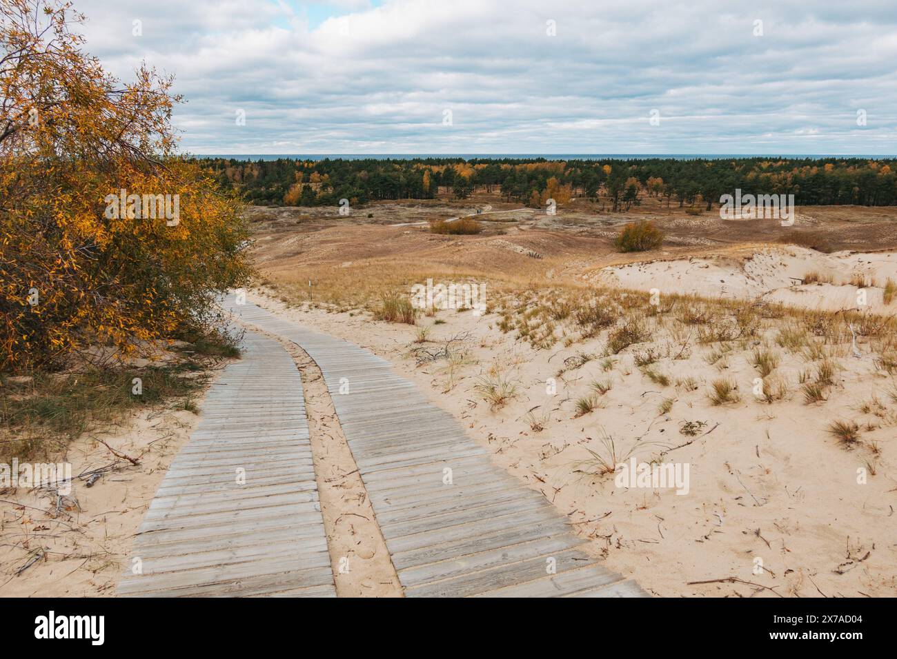 Wooden planks form a boardwalk over the sand dunes on the Curonian Spit ...