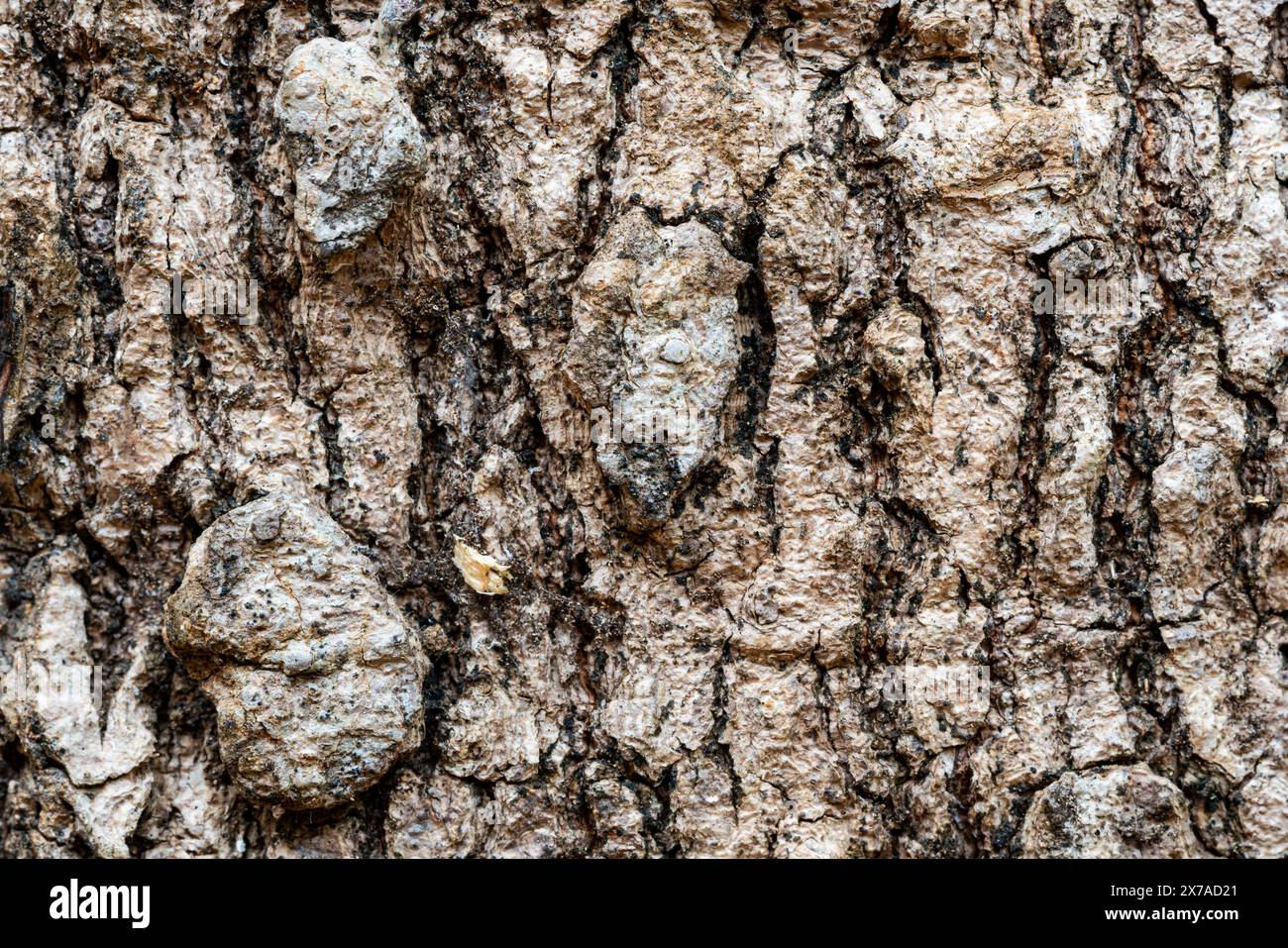 Closeup view texture of old Longan tree stem background. Longan or ...