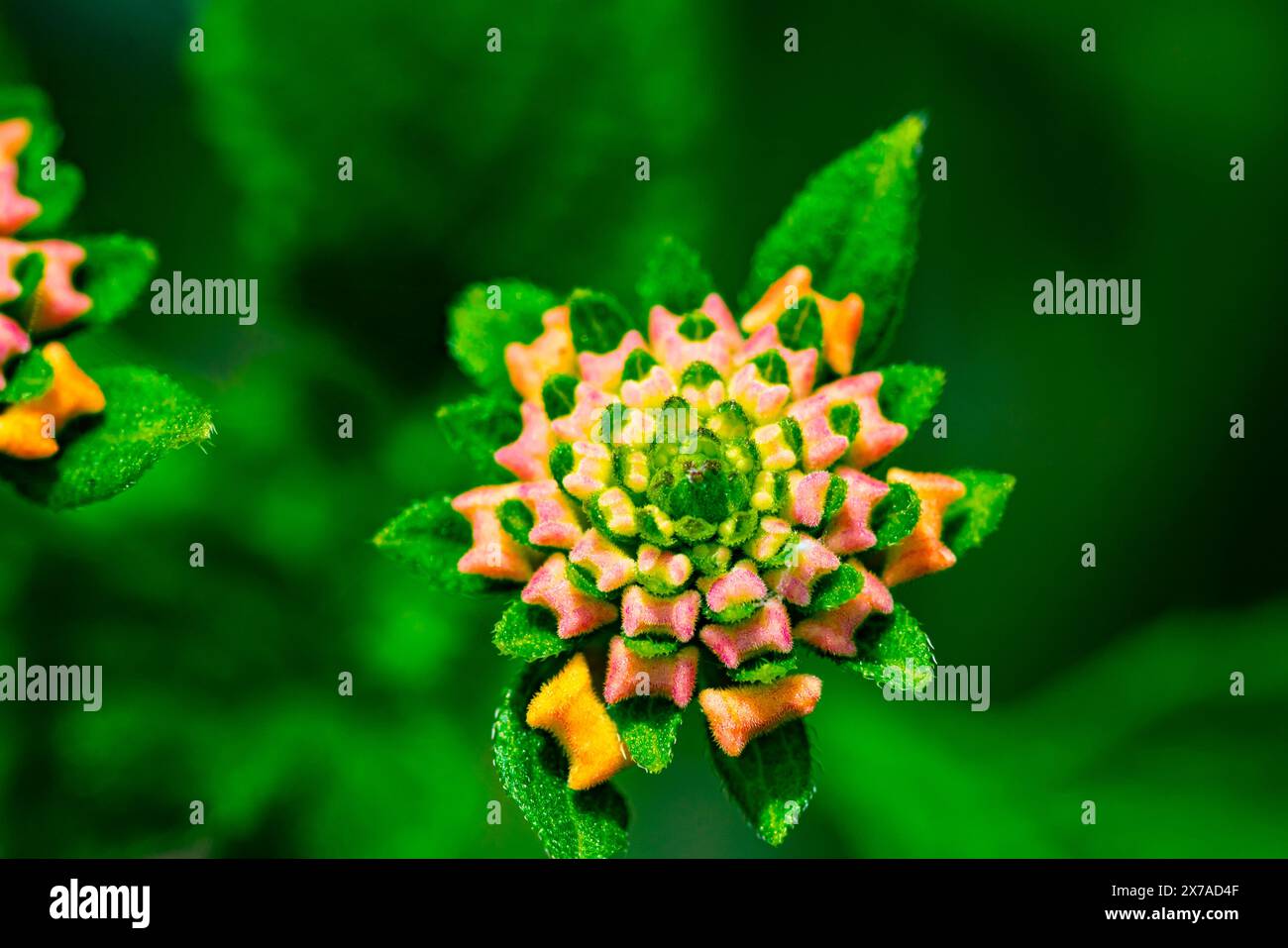 High angle view of beautiful multi colored natural wild flower with ...