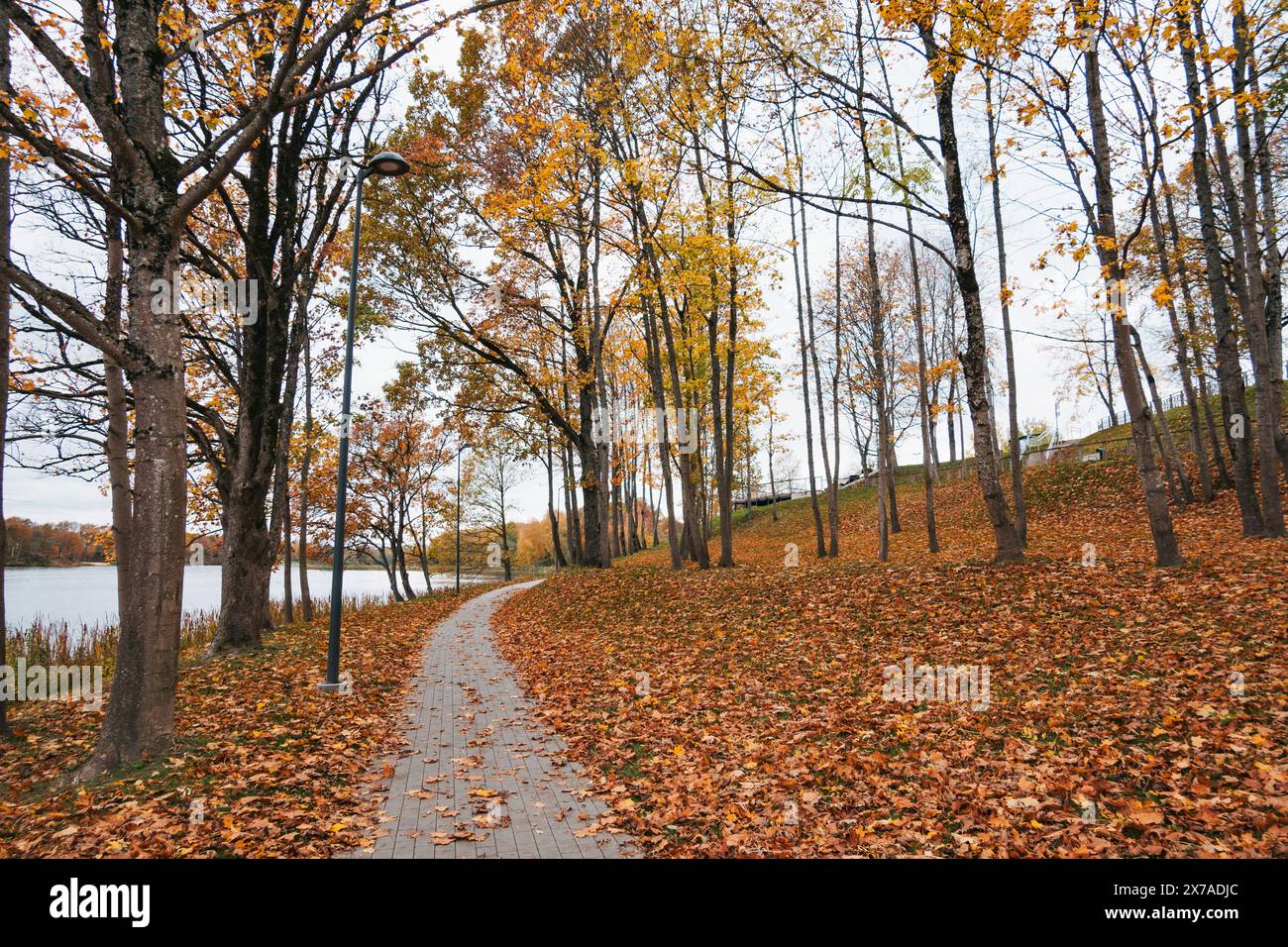 a lakeside walkway cuts through fallen autumn leaves in Plungė ...