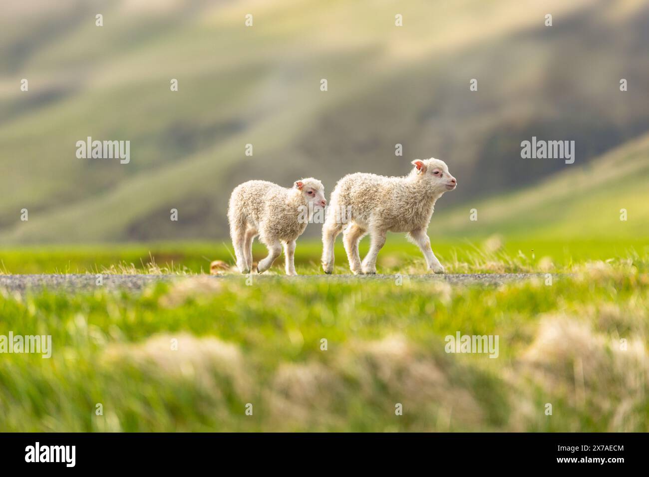 spring sheep, Iceland Stock Photo - Alamy