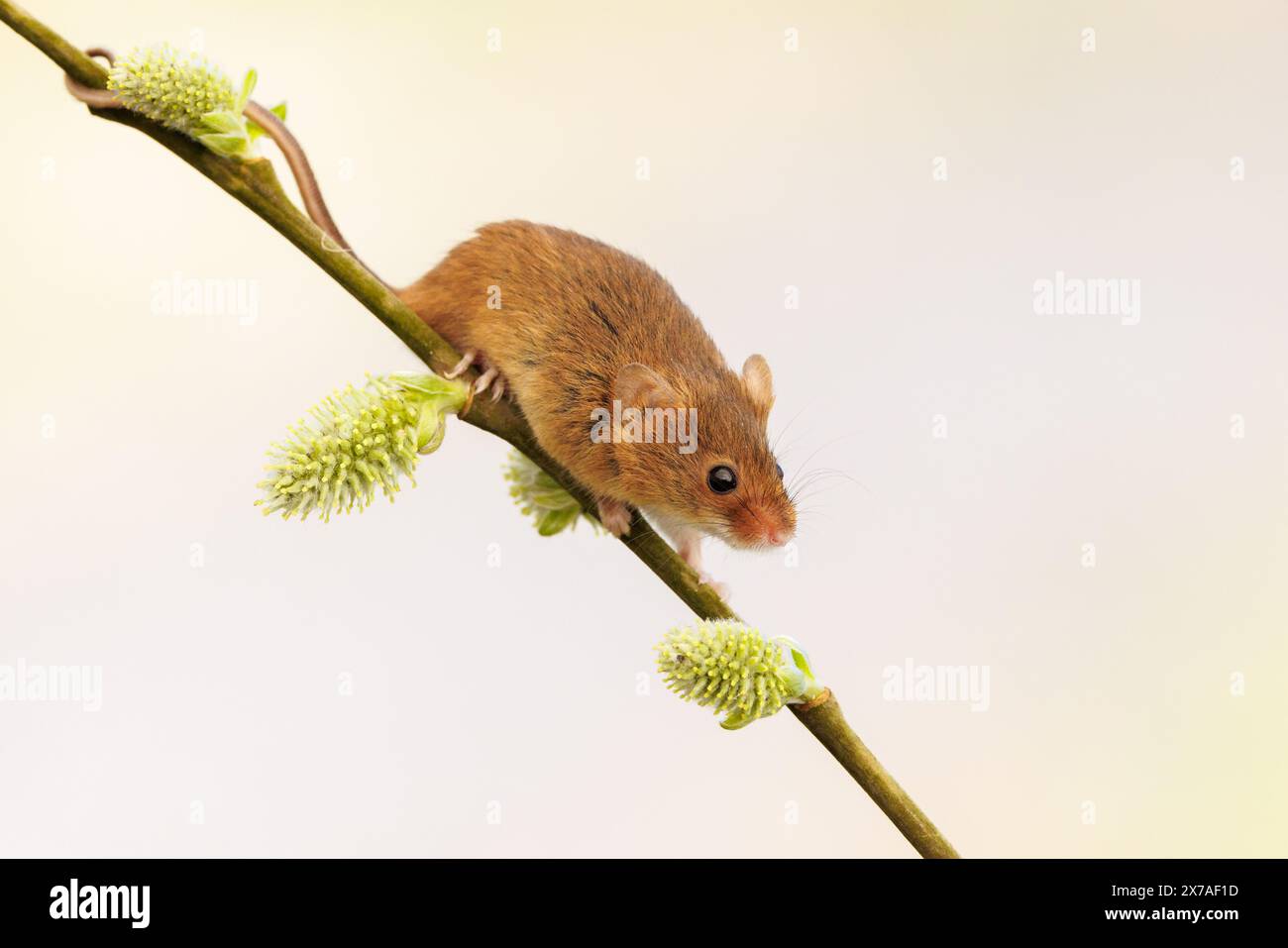 Eurasian Harvest Mouse [ Micromys minutus ] captive animal on willow ...