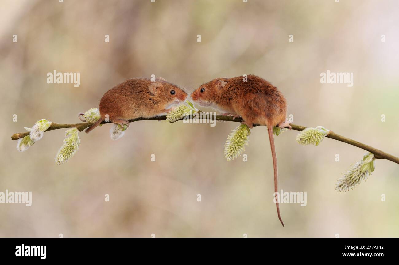 Eurasian Harvest Mouse [ Micromys minutus ] 2 captive animals on willow ...