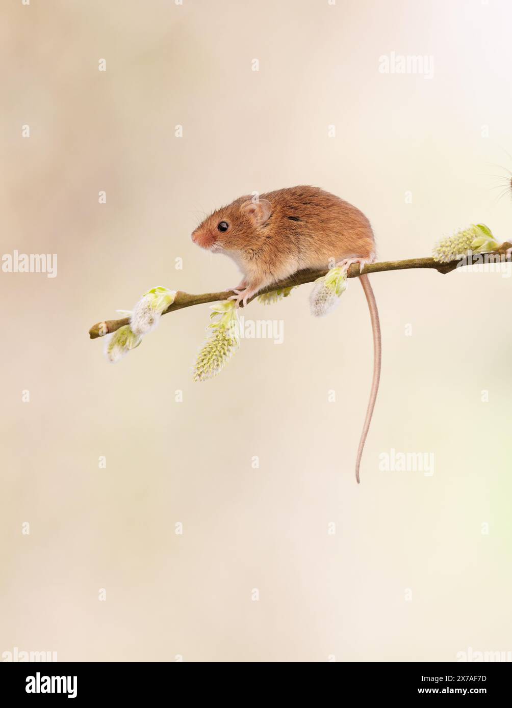 Eurasian Harvest Mouse [ Micromys minutus ] captive animal on willow ...