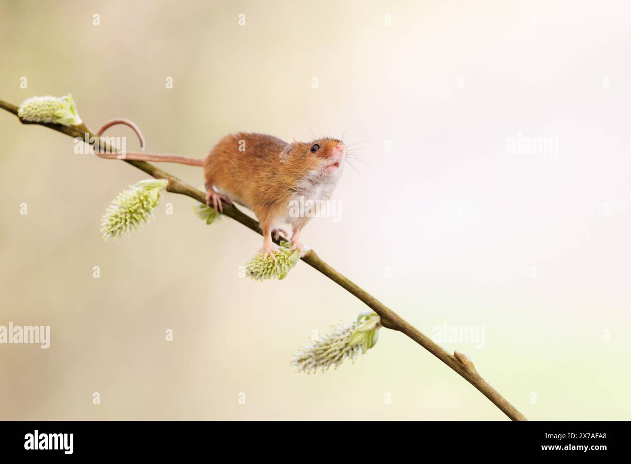 Eurasian Harvest Mouse [ Micromys minutus ] captive animal on willow ...