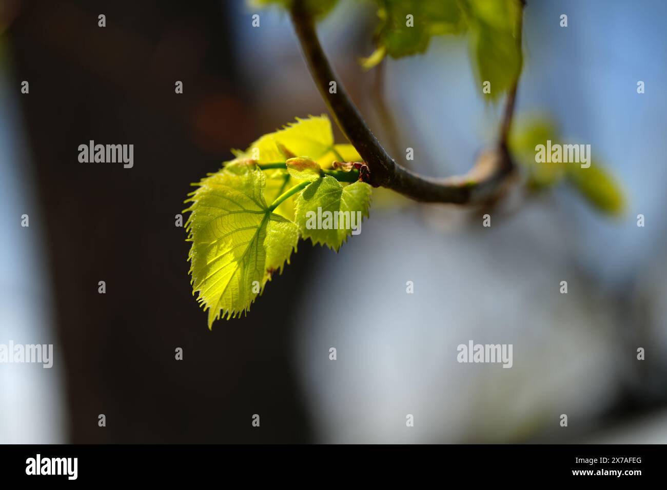 Spring Linden Leaves Emerging - Closeup Stock Photo - Alamy