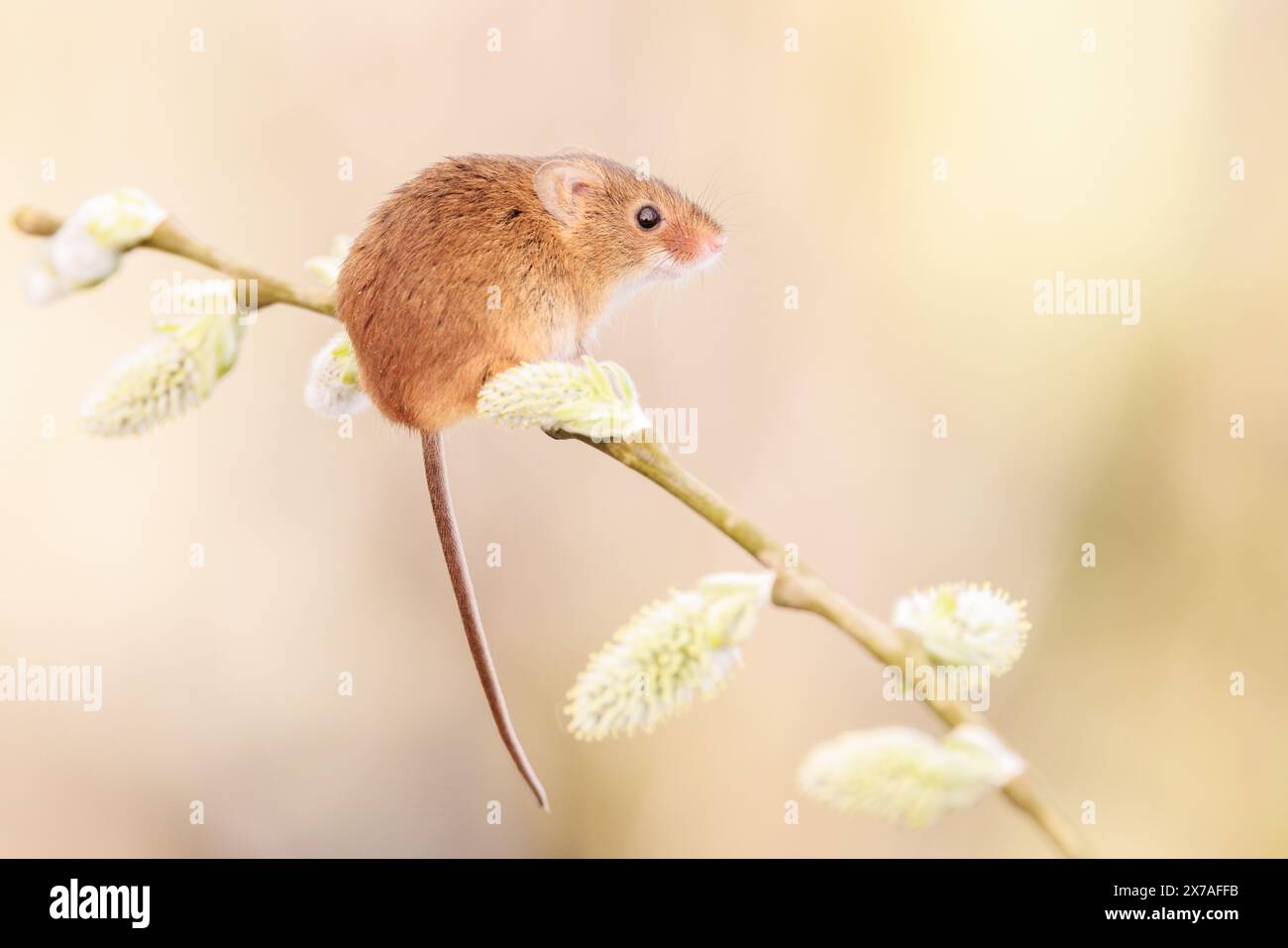 Eurasian Harvest Mouse [ Micromys minutus ] captive animal on willow ...