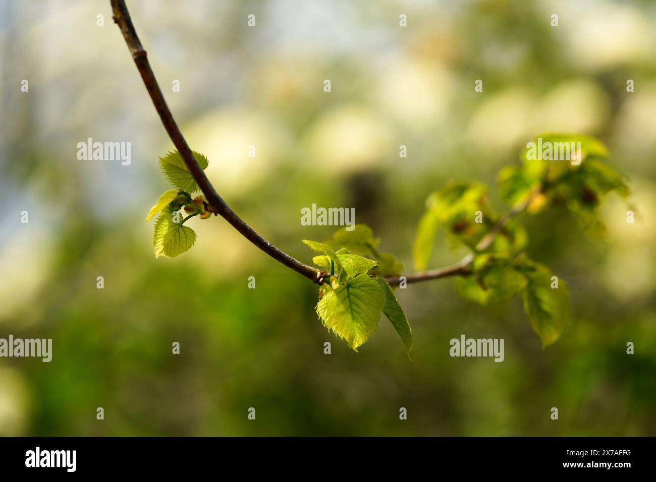 Spring Linden Stem with New Leaves Stock Photo - Alamy