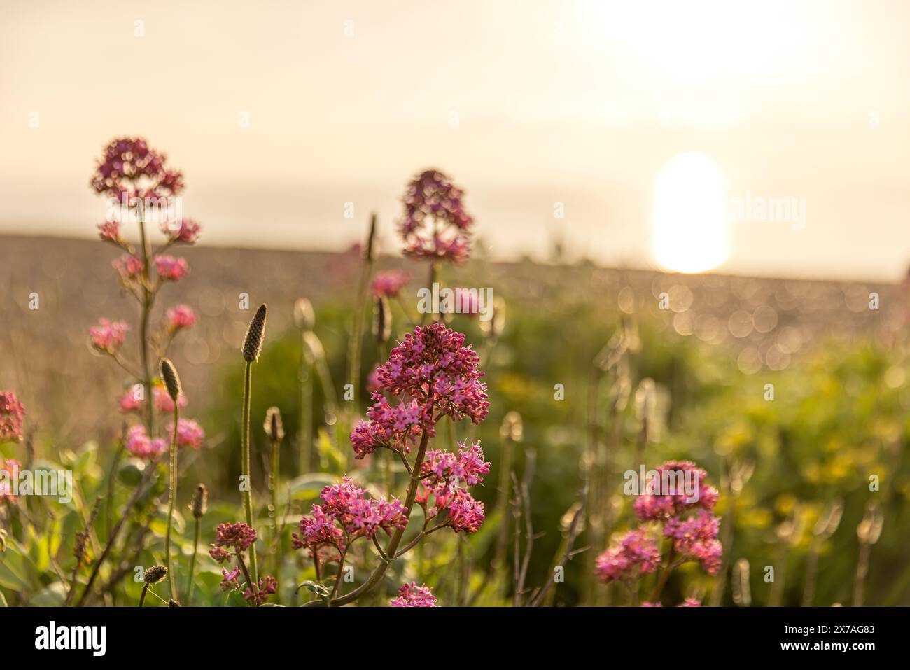 Deal, Kent, England, UK - Local Area Photography Stock Photo - Alamy