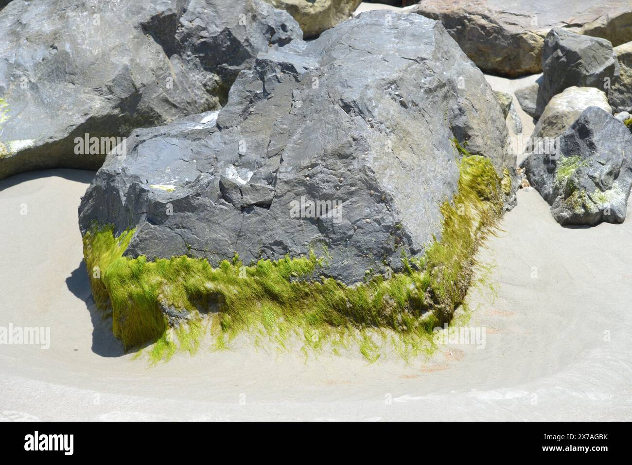 Vibrant, bright green algae adhere to the rocks and cascade onto the ...