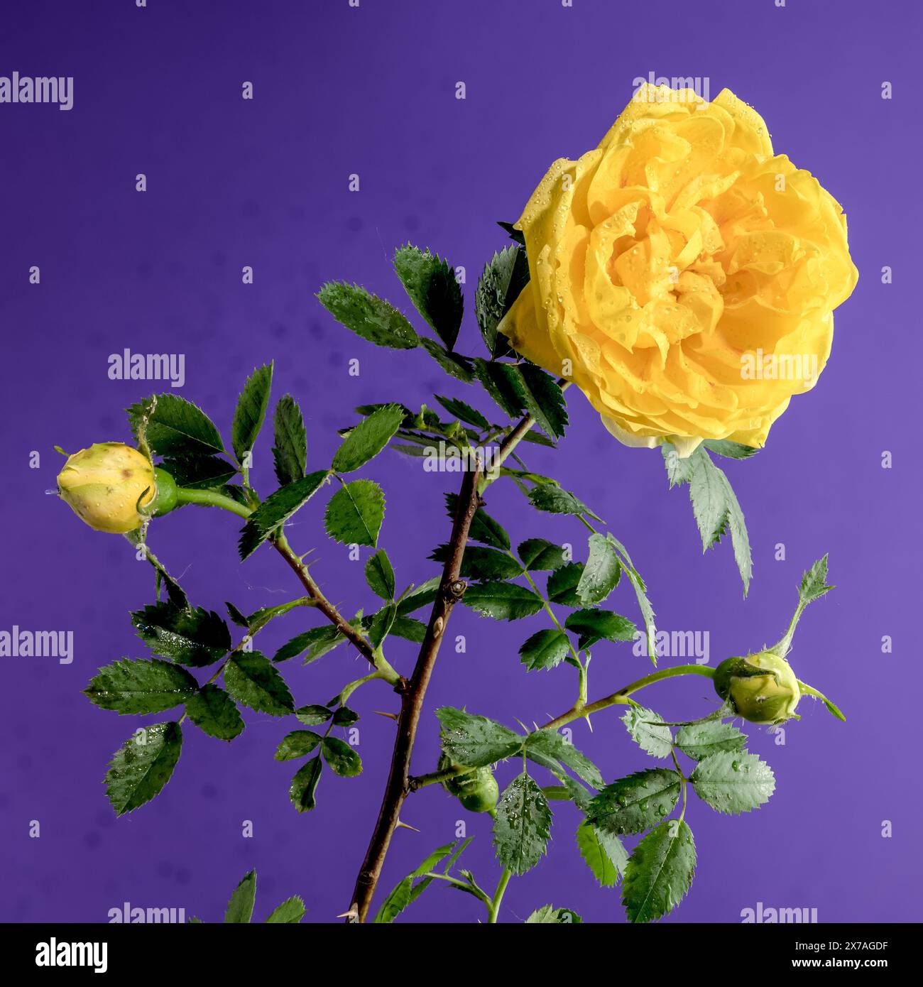 Beautiful Blooming yellow Climbing rose Golden Showers on a purple background. Flower head close ...