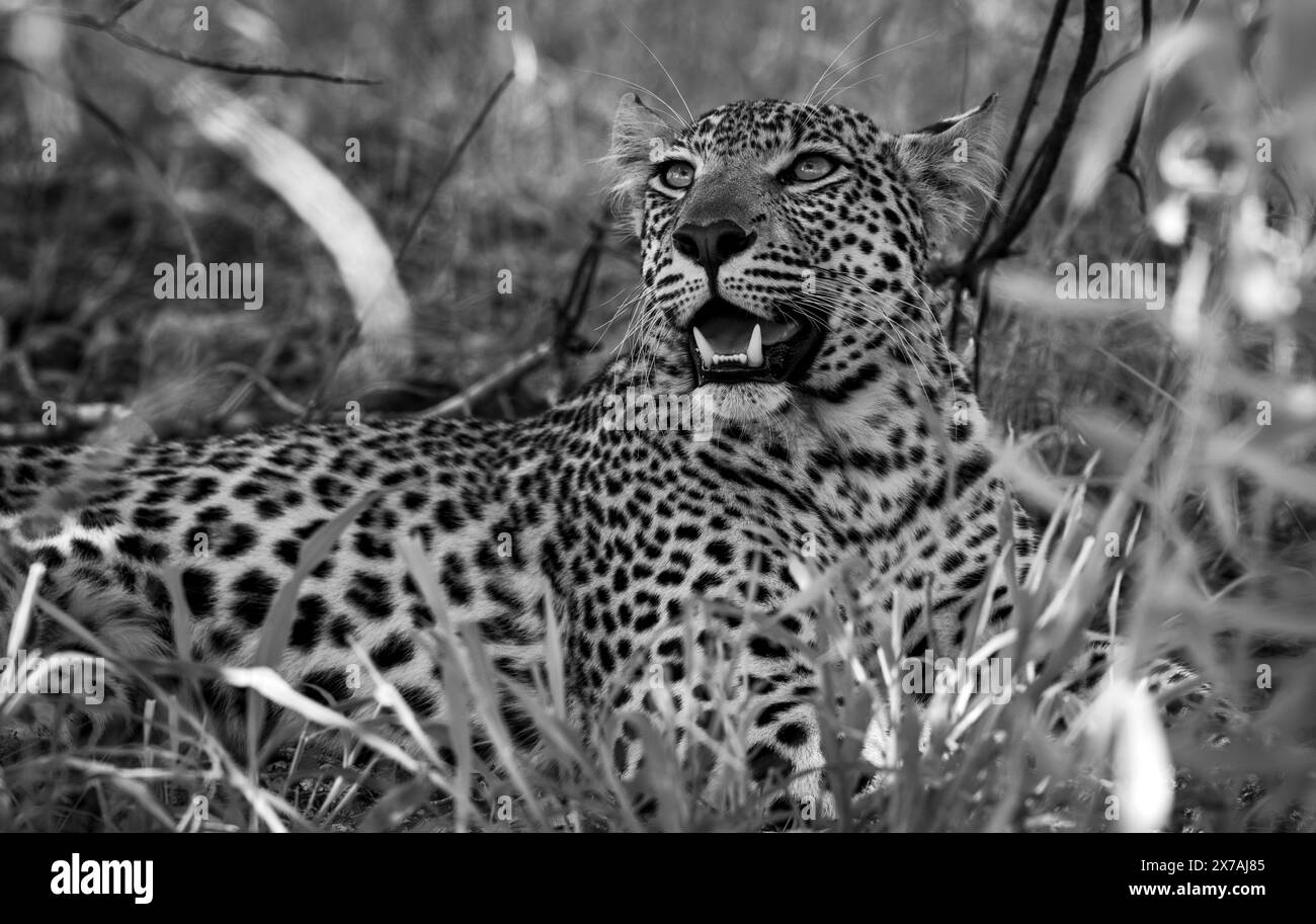 A Leopard is seen in Okavango Delta on January 2024 Stock Photo - Alamy