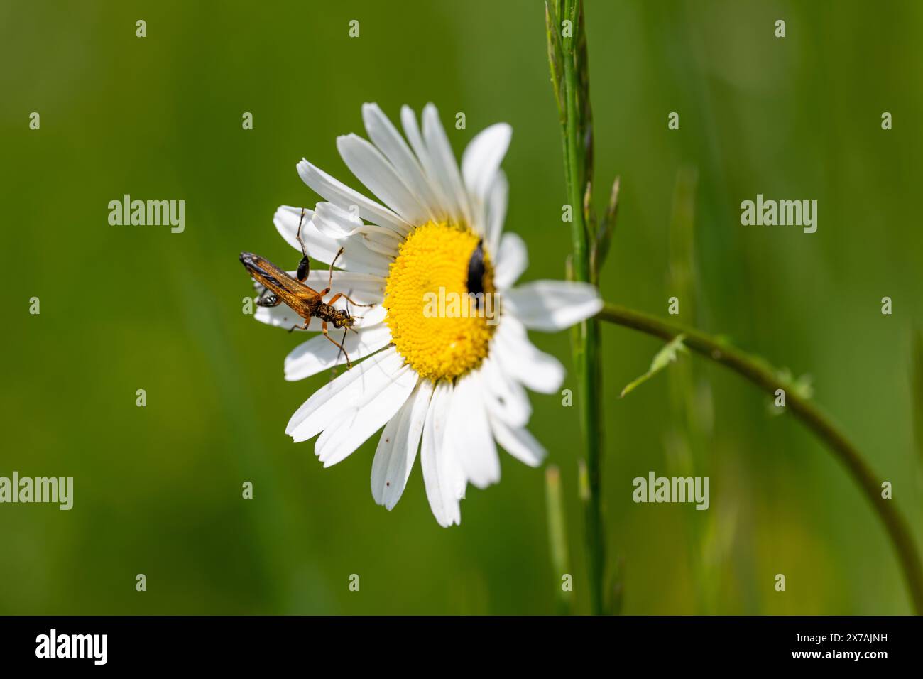 A big bug sits on a single daisy and collects pollen Stock Photo - Alamy