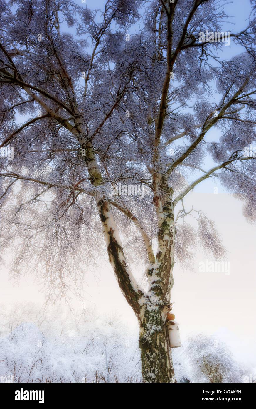 Vertical, oak tree and snow in winter for scenic in landscape for ...