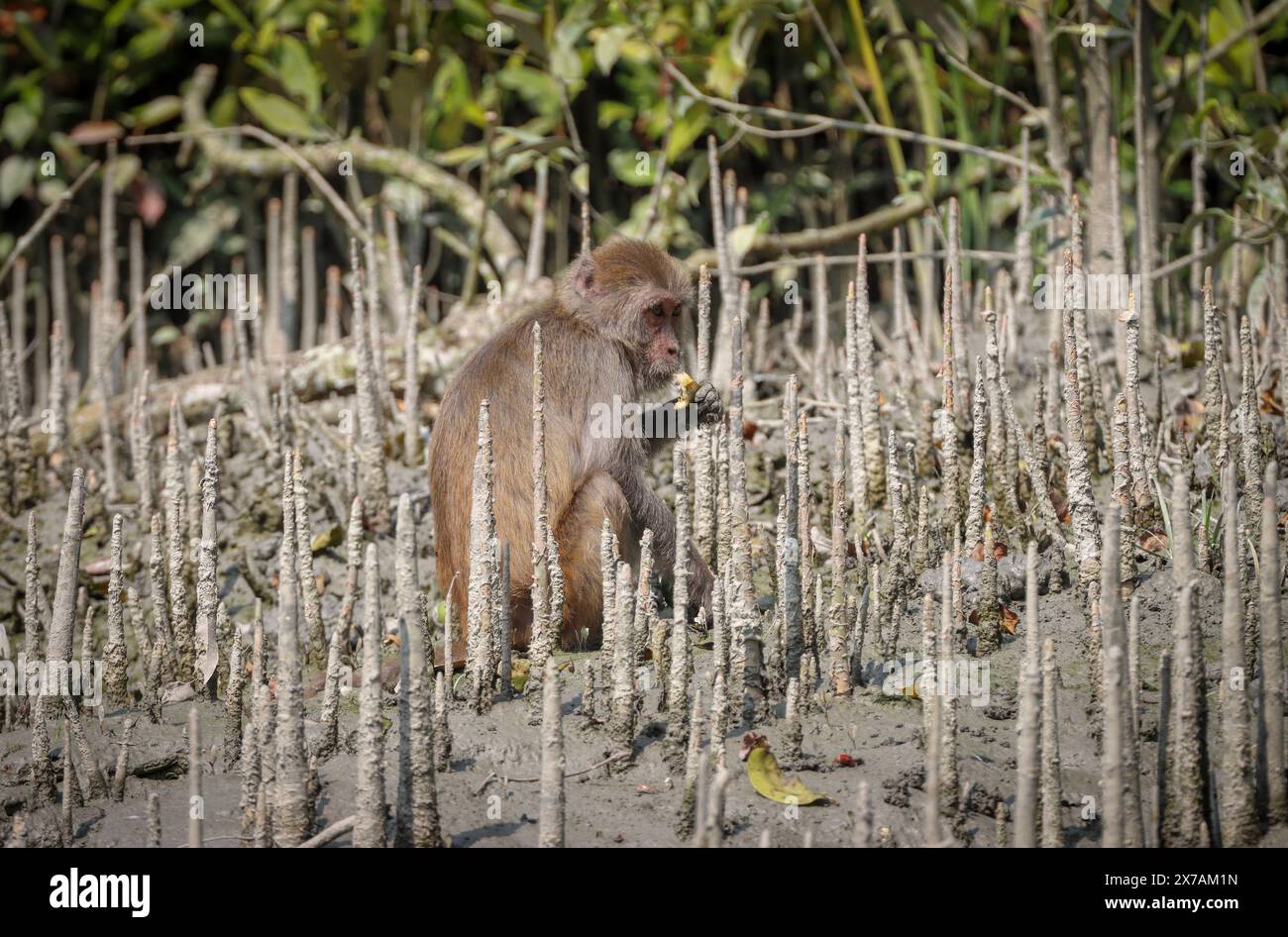 Rhesus monkey in Sundarbans.this photo was taken from Sundarbans ...