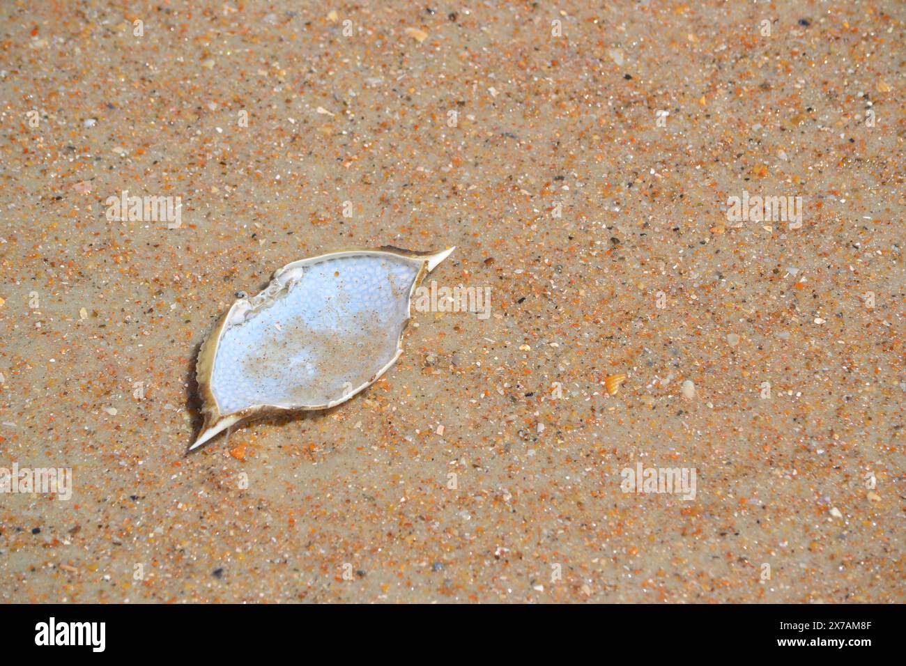 The empty shell of a blue crab lay upside down on the sandy shores of ...