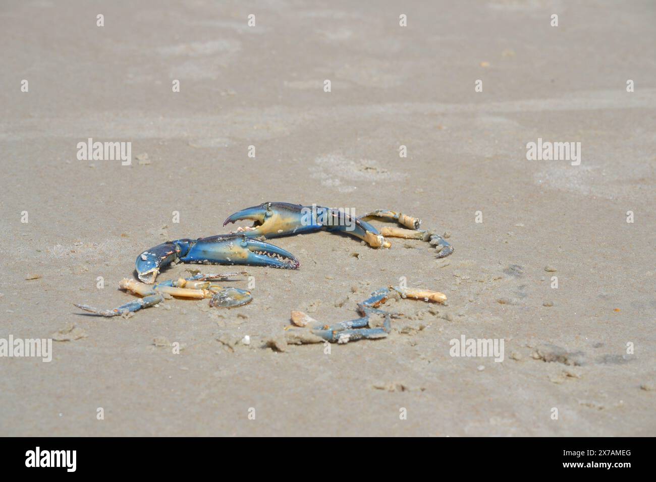 A detailed view of the scattered claws of a deceased blue crab ...