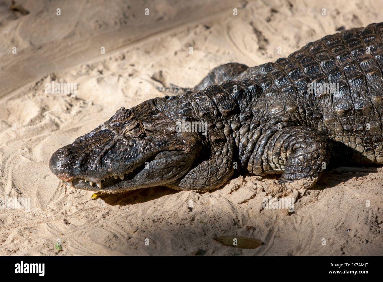 A captive caiman at the wildlife sanctuary on the Brazilian side of Iguazu Falls. The caiman ...