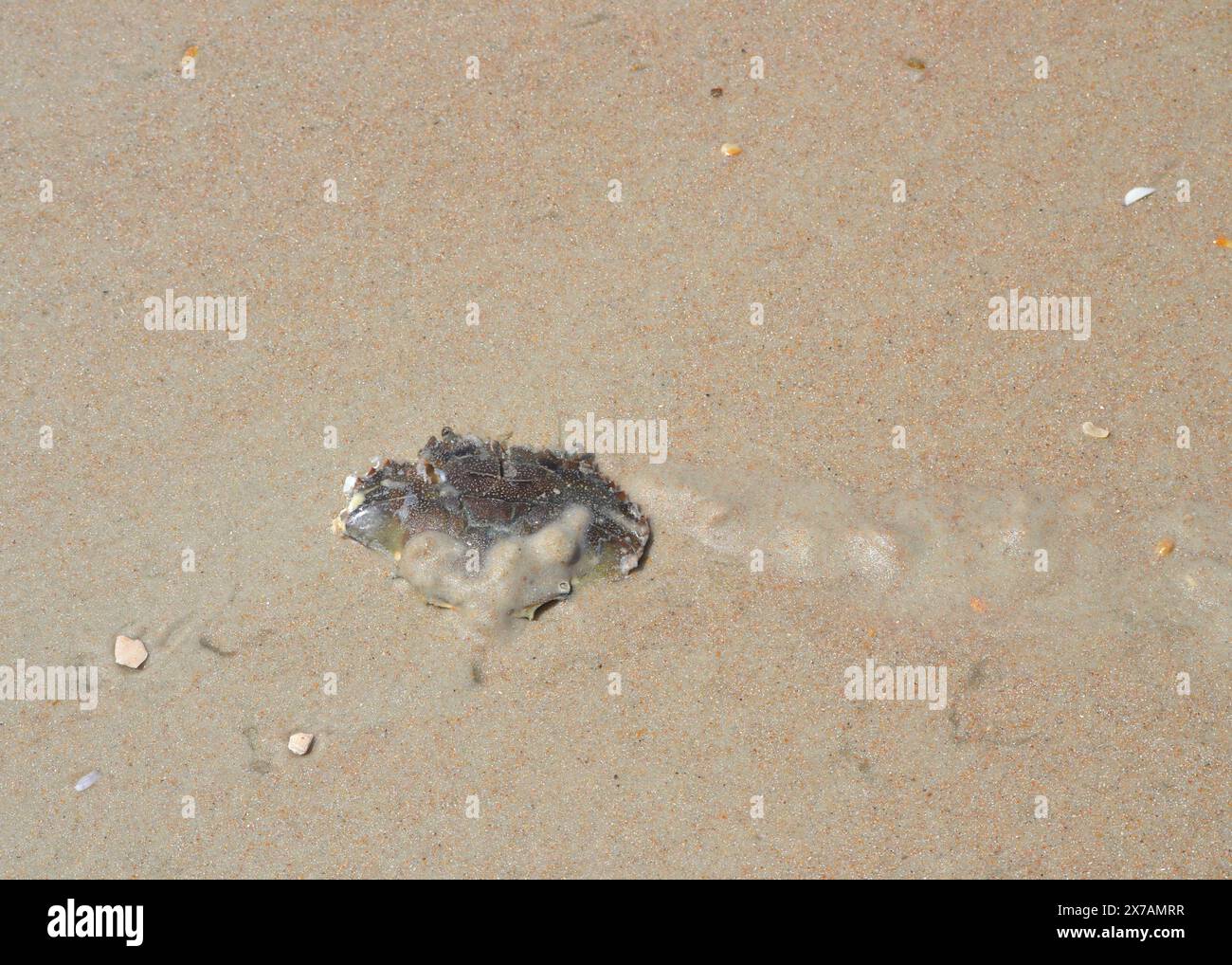 A deceased Blue Crab, its top shell and eyes intact, lies on the sandy ...
