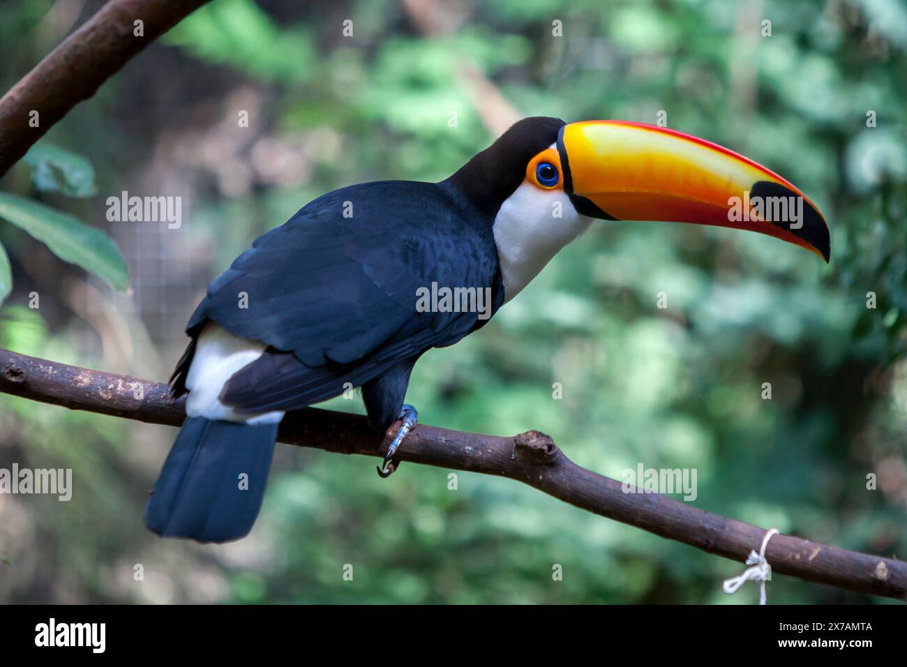A beautifully coloured toco toucan (Ramphastos toco) at a bird rescue ...