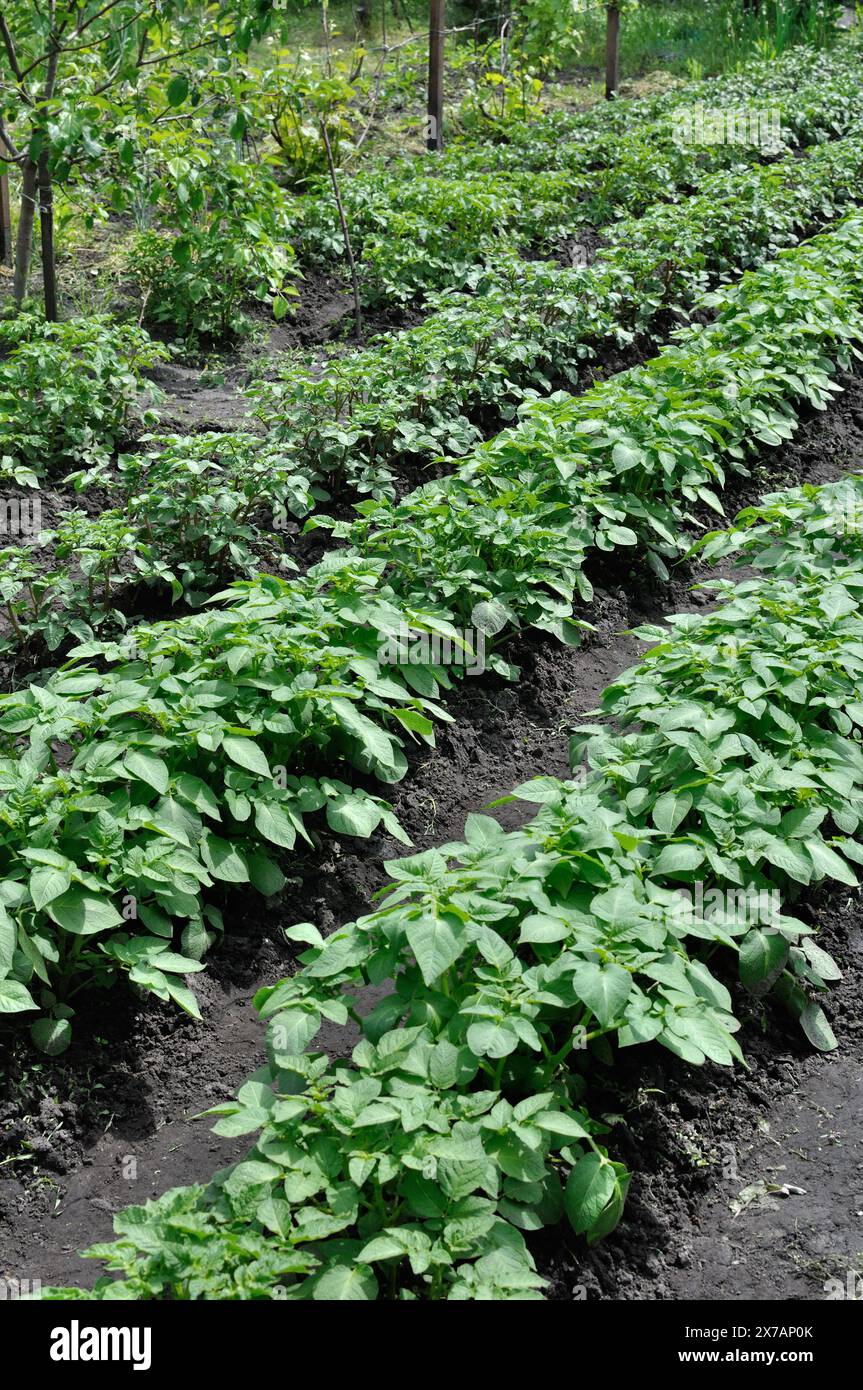organically cultivated potato plantation in the vegetable garden ...