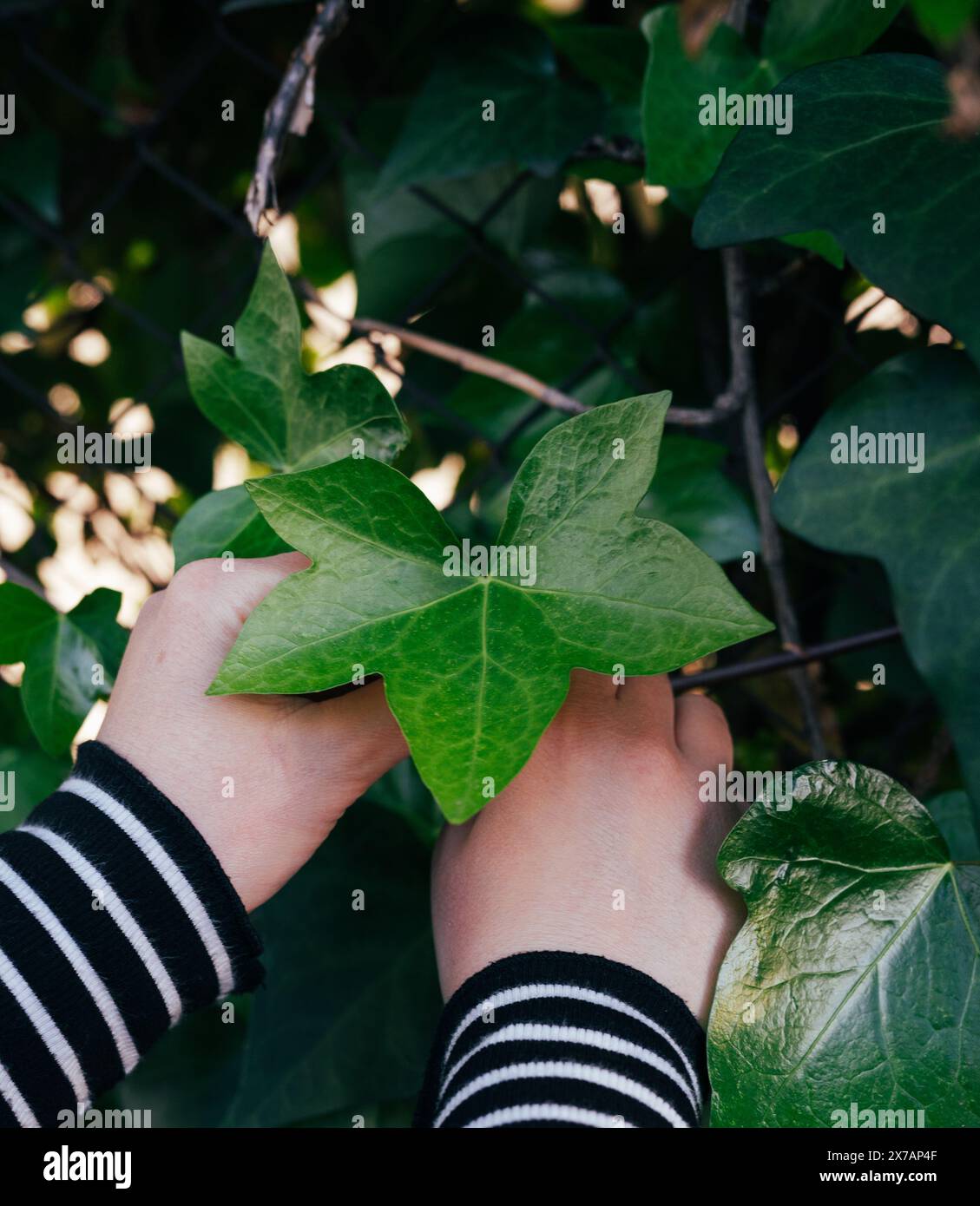 Touching leaf hi-res stock photography and images - Alamy