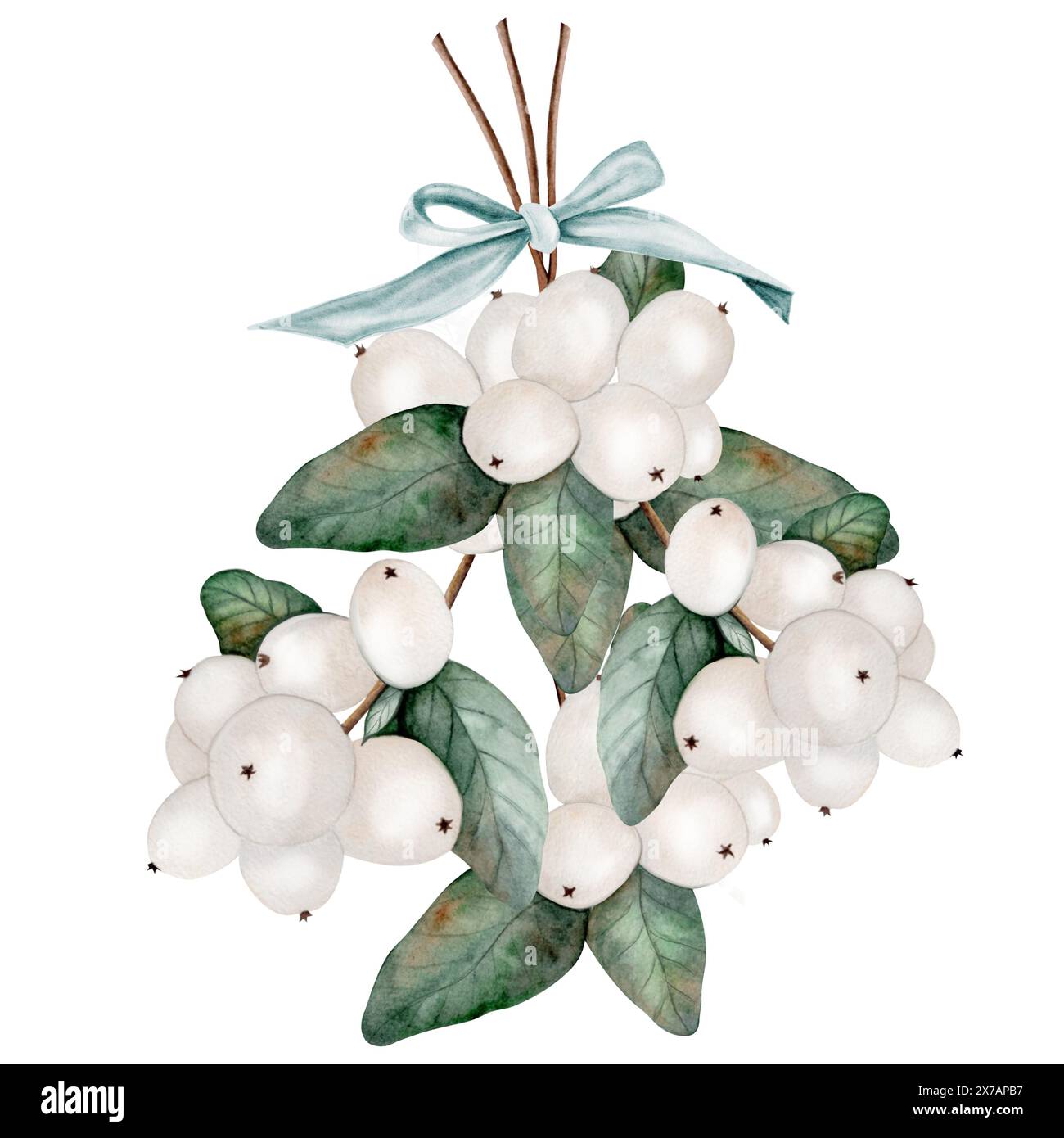 Mistletoe bouquet watercolor. Hand drawing on a white background of an ...
