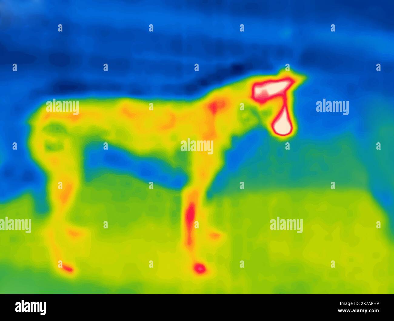 Skinny dog infrared Stock Photo - Alamy