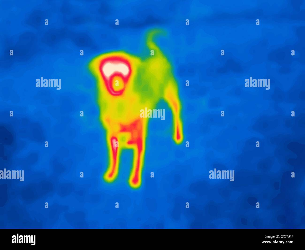 Hunting dog.Image from thermal imager device Stock Photo - Alamy