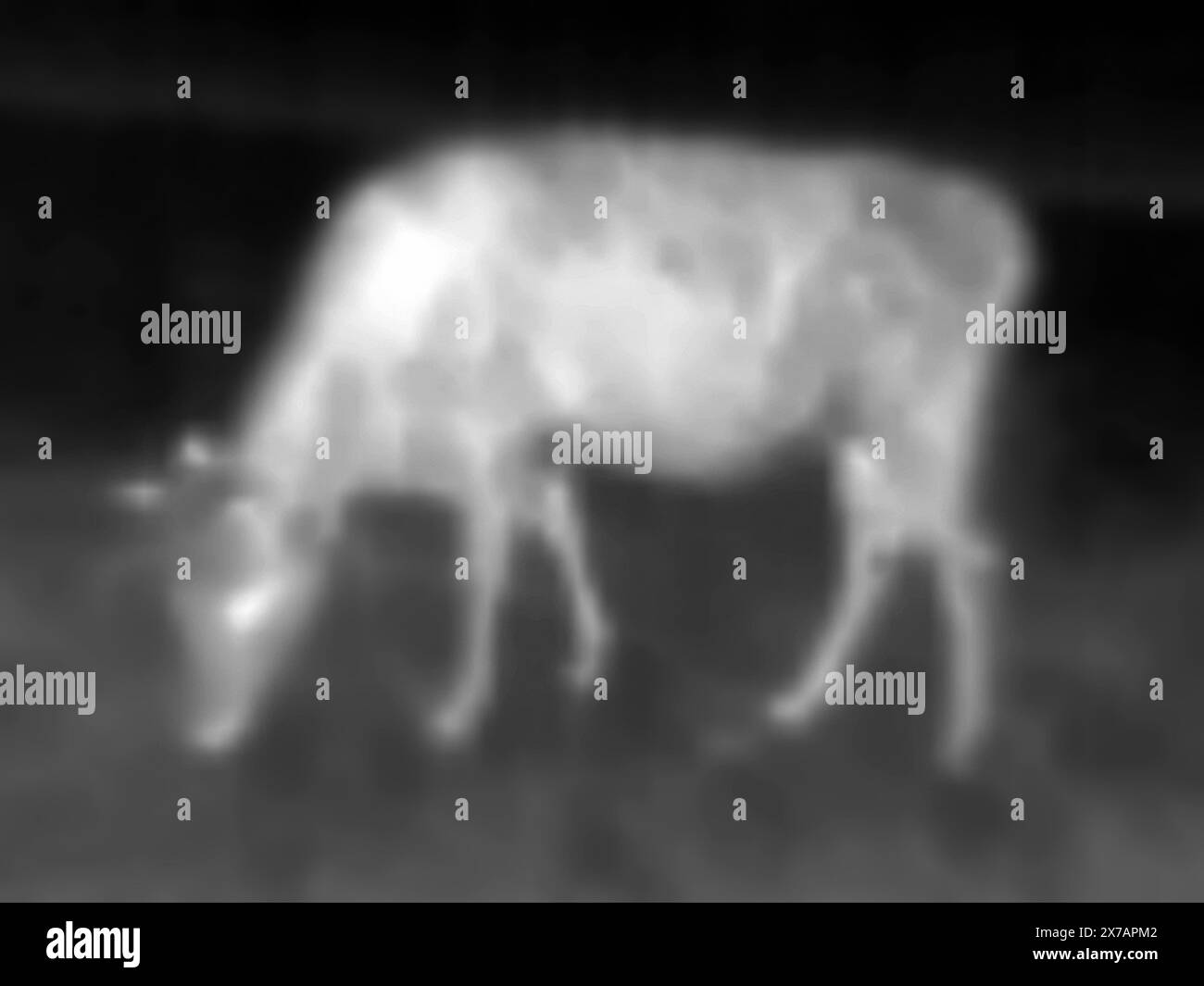 The ghost cow, airy phantom. A cow in vague gray tones, according to the principle that all cats ...