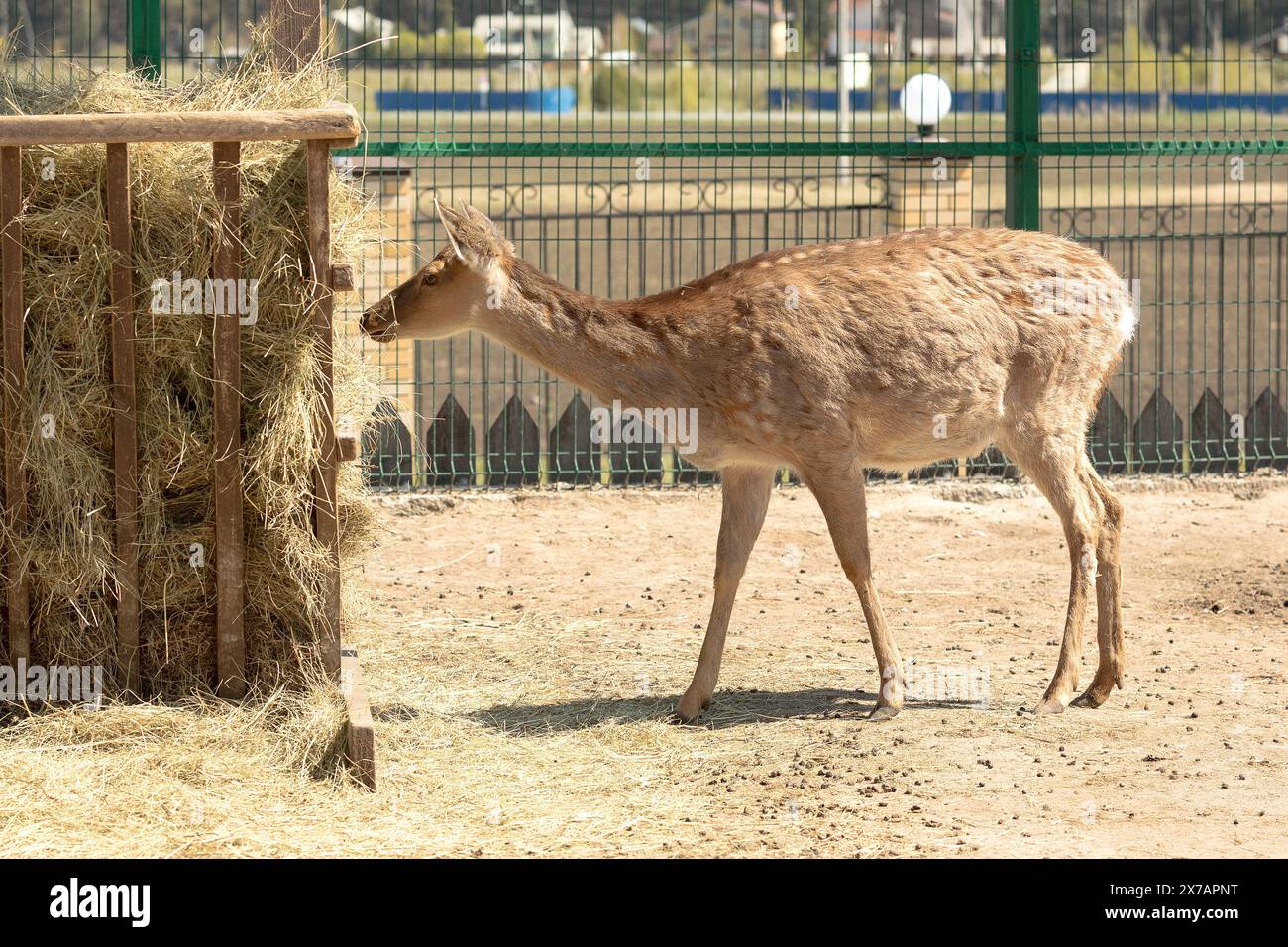 Deer eating hay in zoo hi-res stock photography and images - Alamy
