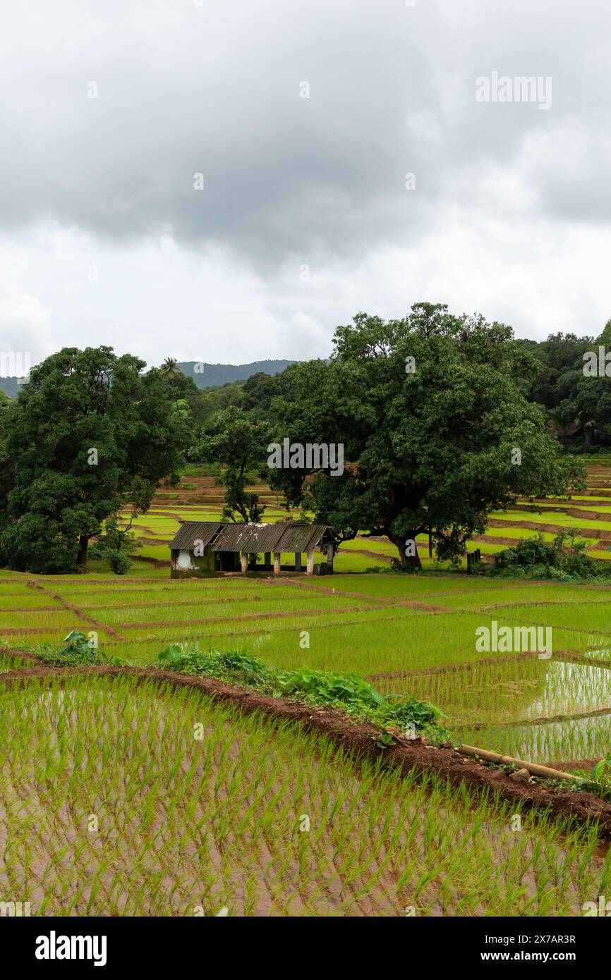 Beautiful view of lush green rice paddy fields during early monsoon ...