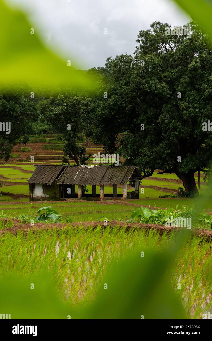 Beautiful view of lush green rice paddy fields during early monsoon ...
