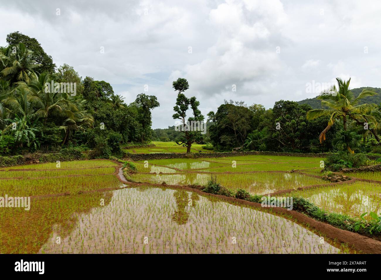 Beautiful view of lush green rice paddy fields during early monsoon ...