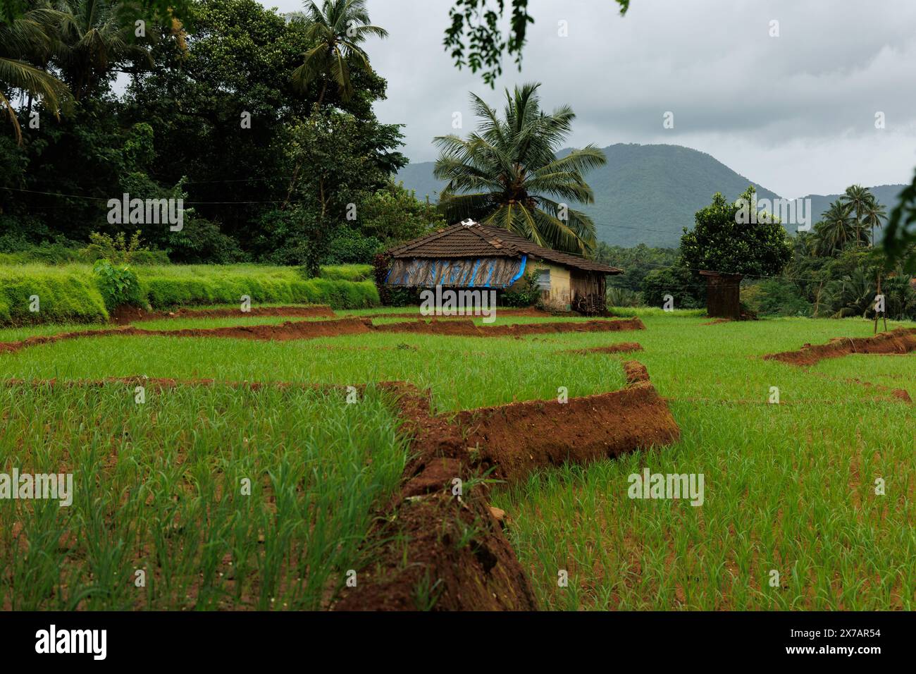 Beautiful view of lush green rice paddy fields during early monsoon ...